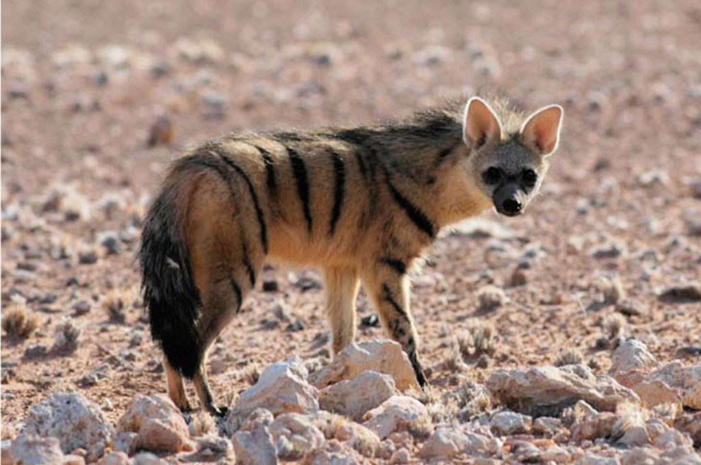 Fearless Hunting with Wintershoek Safaris Hunting Experts