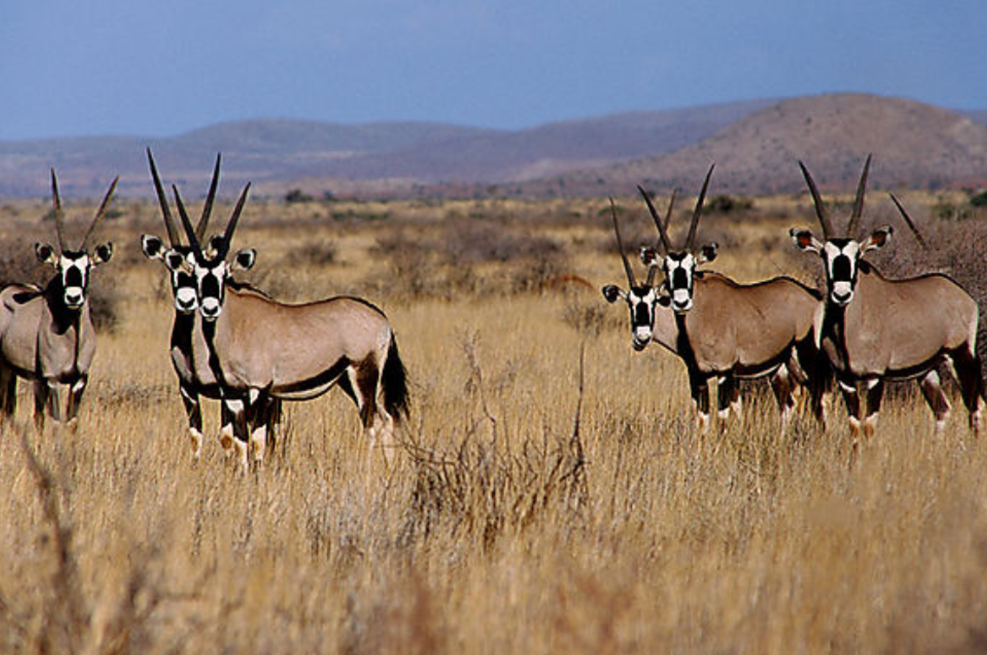 Fearless Hunting with Wintershoek Safaris Hunting Experts