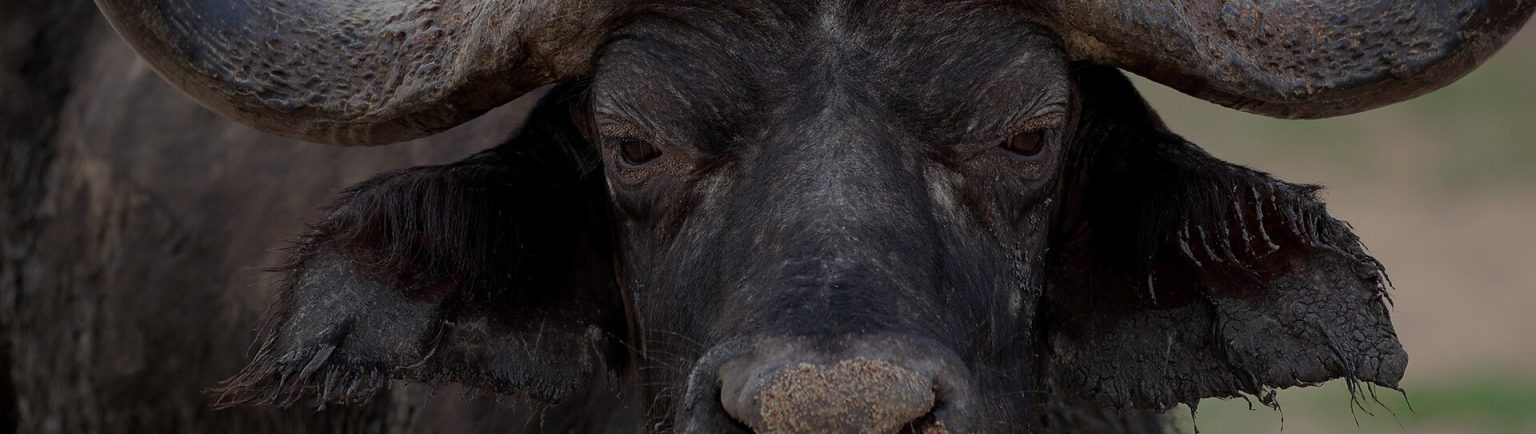 Hunting Species List - Wintershoek Safaris Hunting Experts