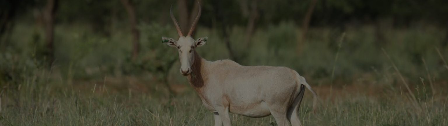 Hunt White Blesbuck with Wintershoek Safaris