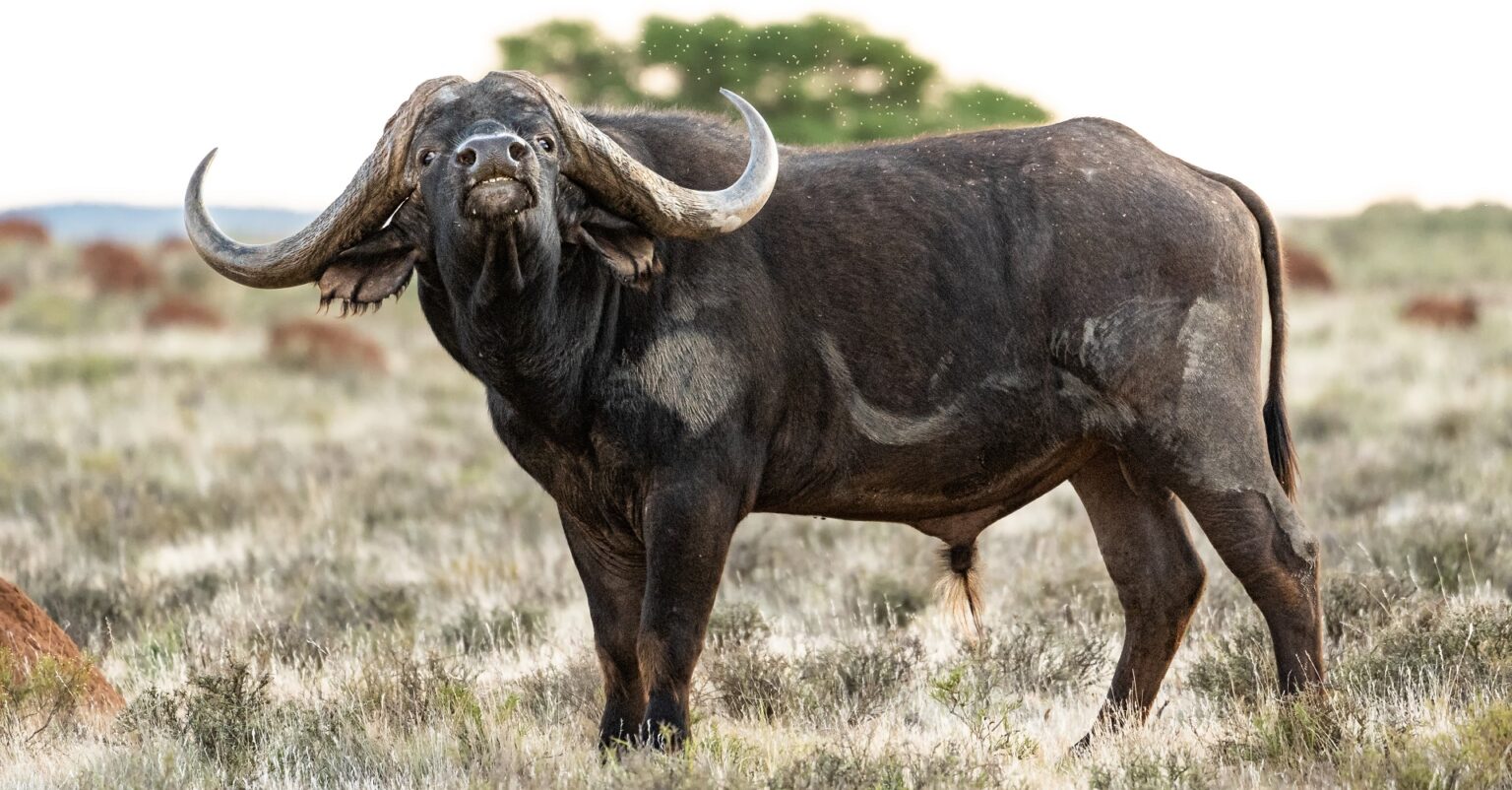 Welcome to Wintershoek Safaris - Hunting Experts In Africa