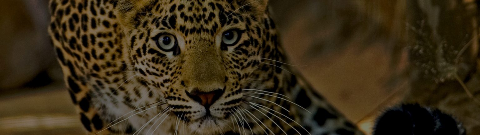 Hunting Species List - Wintershoek Safaris Hunting Experts