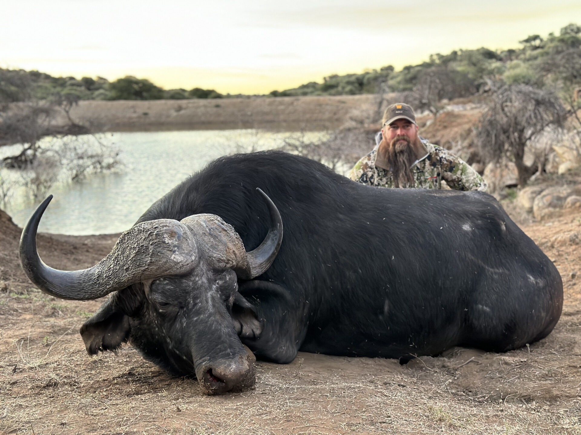 Brave Cape Buffalo - Wintershoek Safaris Hunting Experts