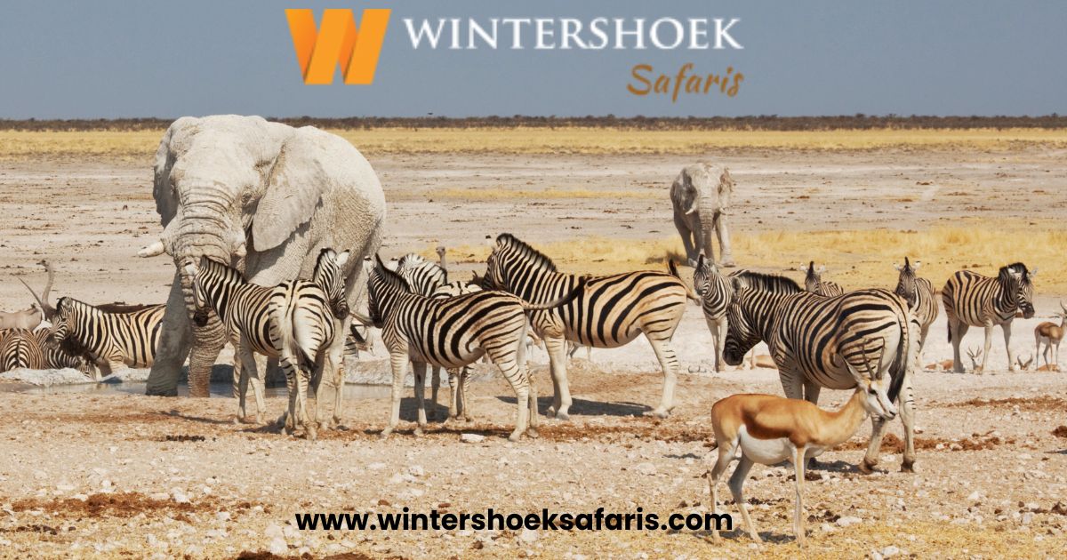 Welcome to Wintershoek Safaris - Hunting Experts In Africa